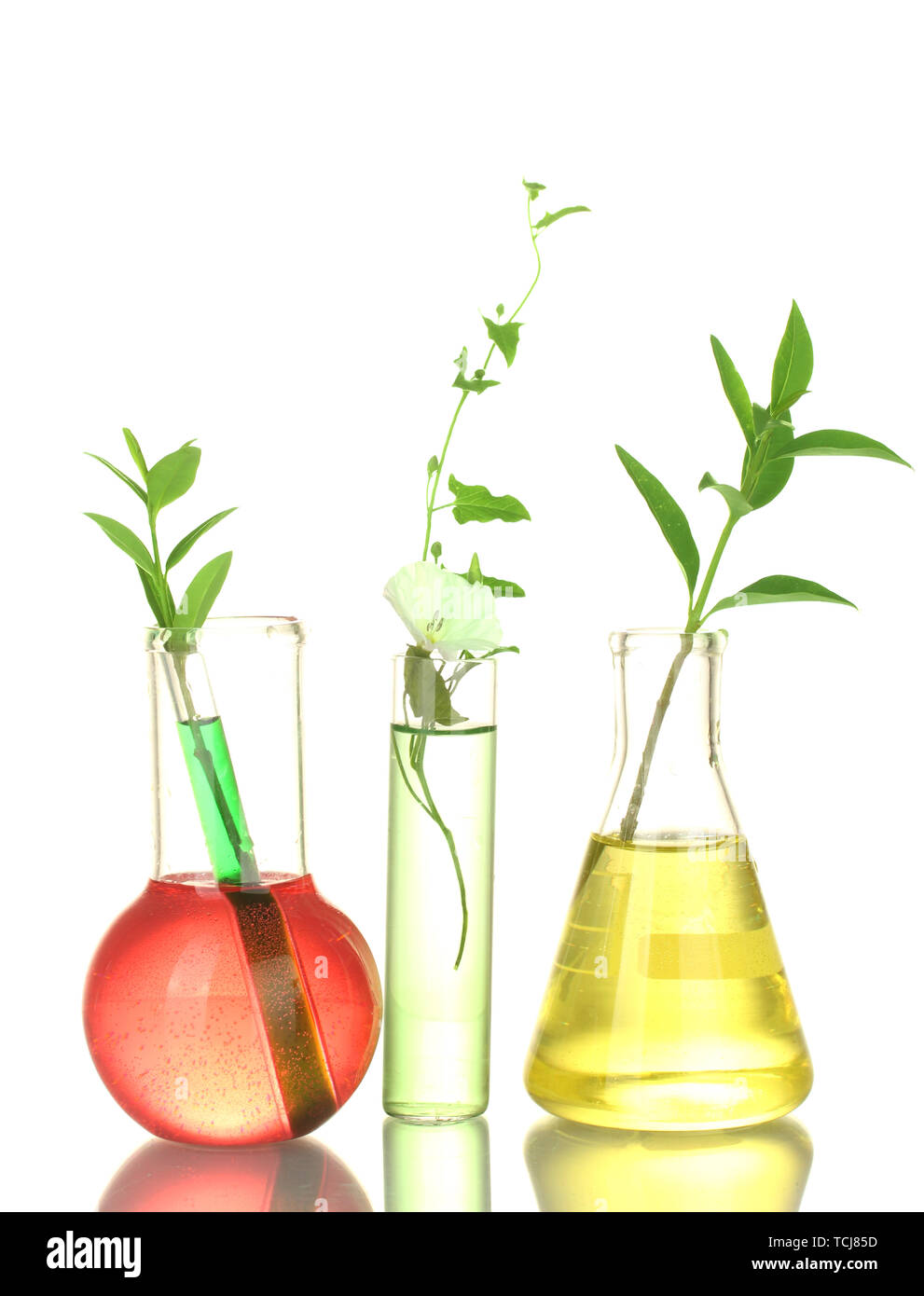test-tubes with a colorful solution and plant isolated on white close ...