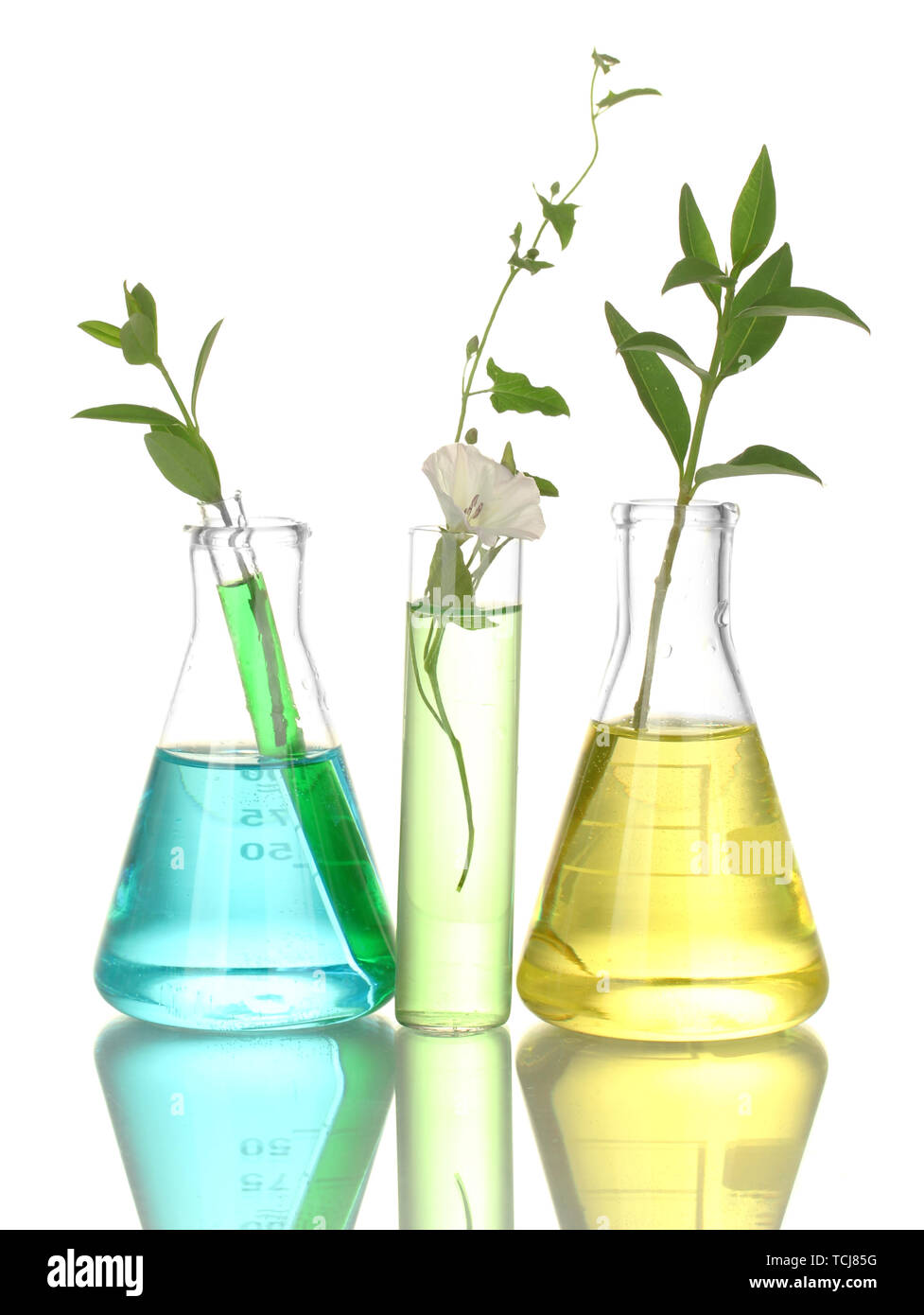 test-tubes with a colorful solution and plant isolated on white close ...