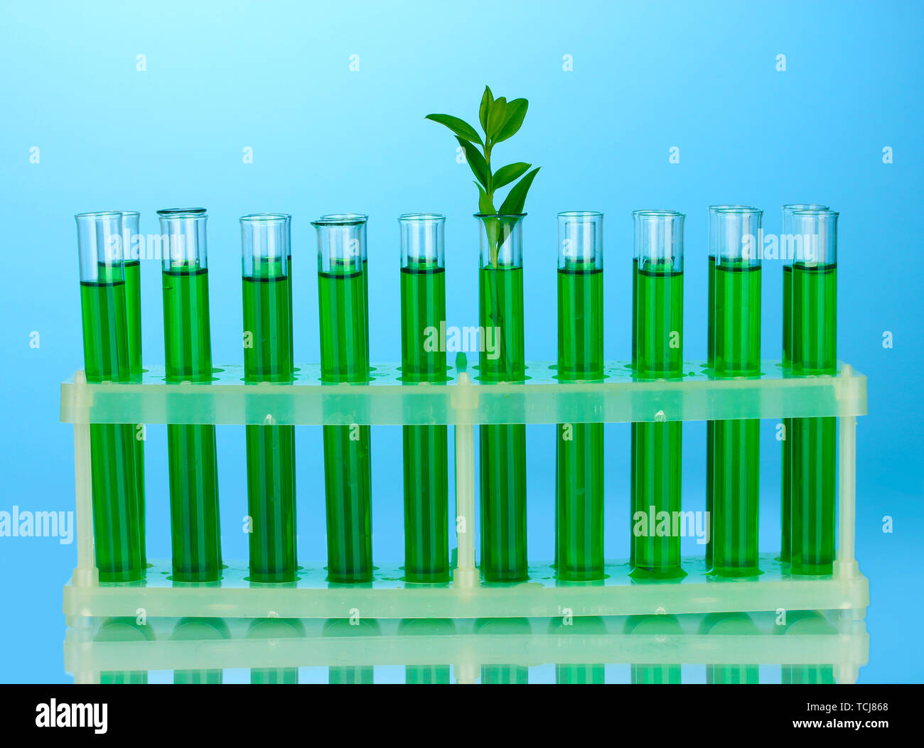 Test-tubes with a green solution and the plant on blue background close ...