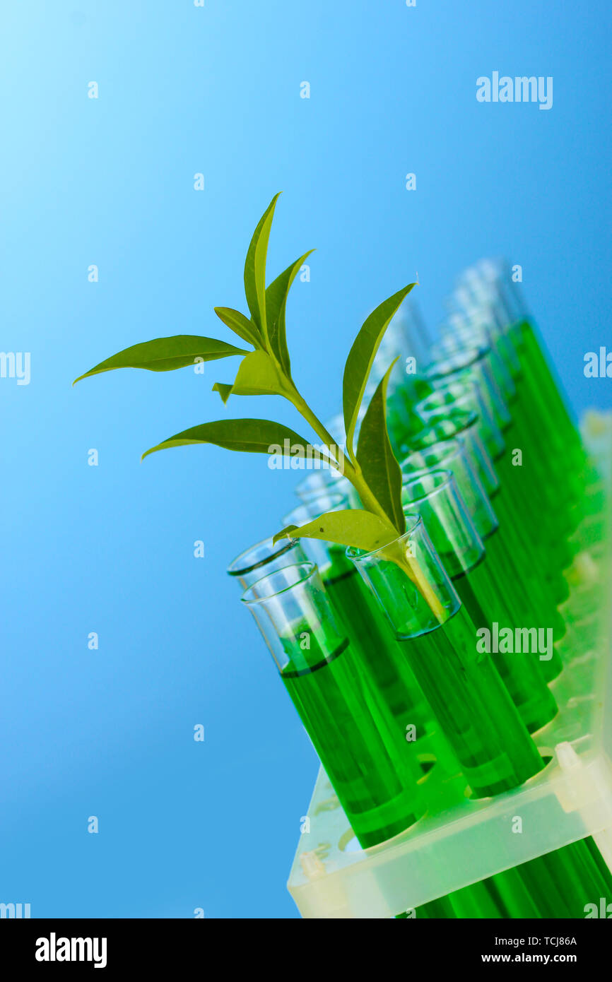 Test-tubes with a green solution and the plant on blue background close ...