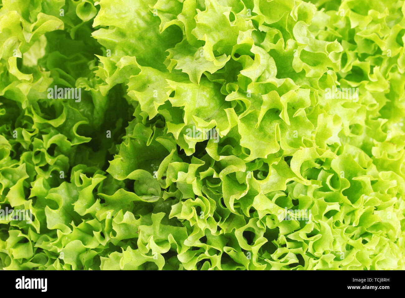 fresh lettuce texture Stock Photo - Alamy