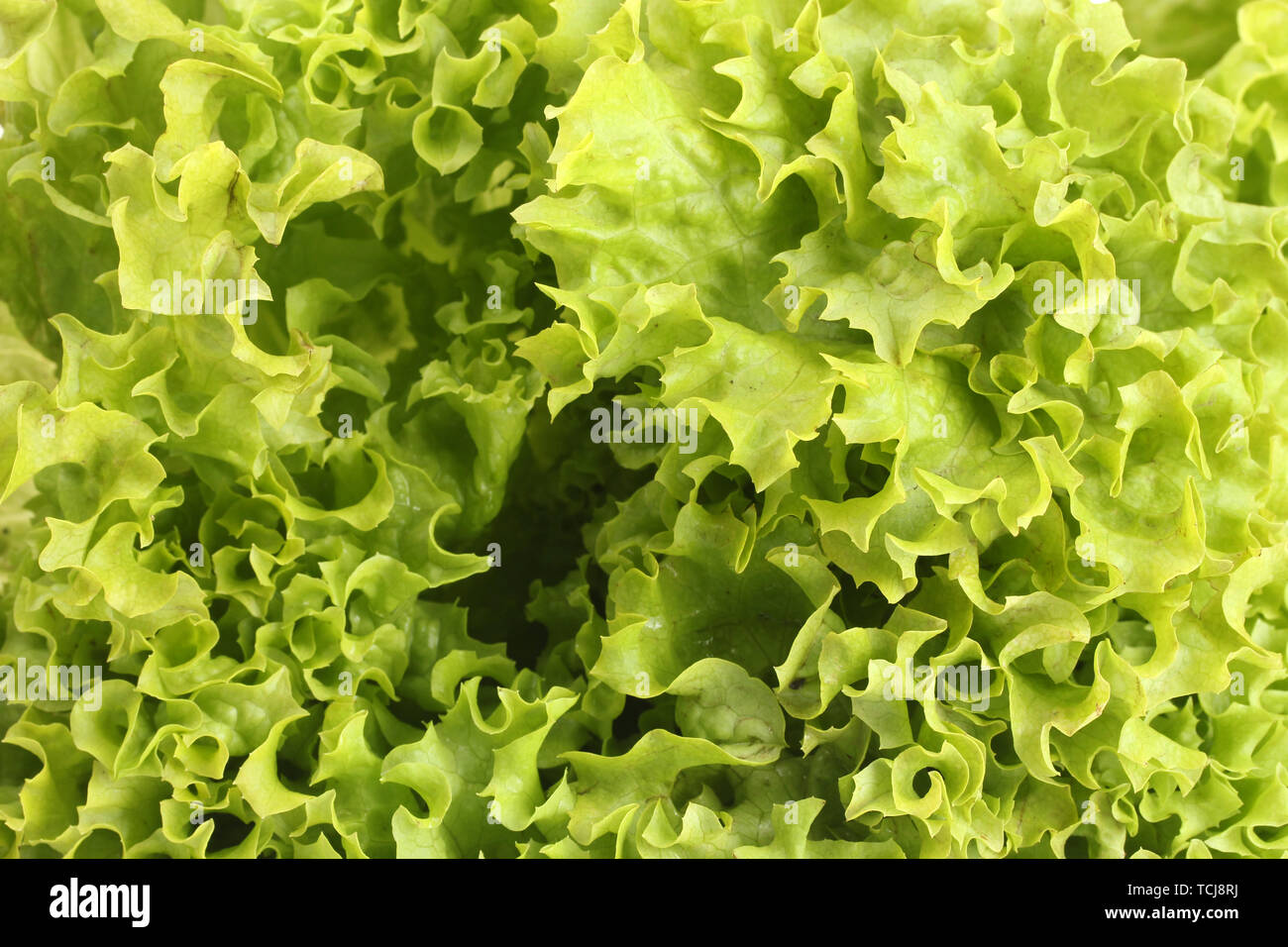 fresh lettuce texture Stock Photo - Alamy