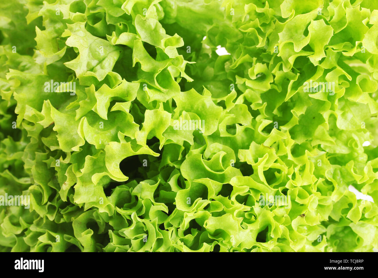Lettuce Texture
