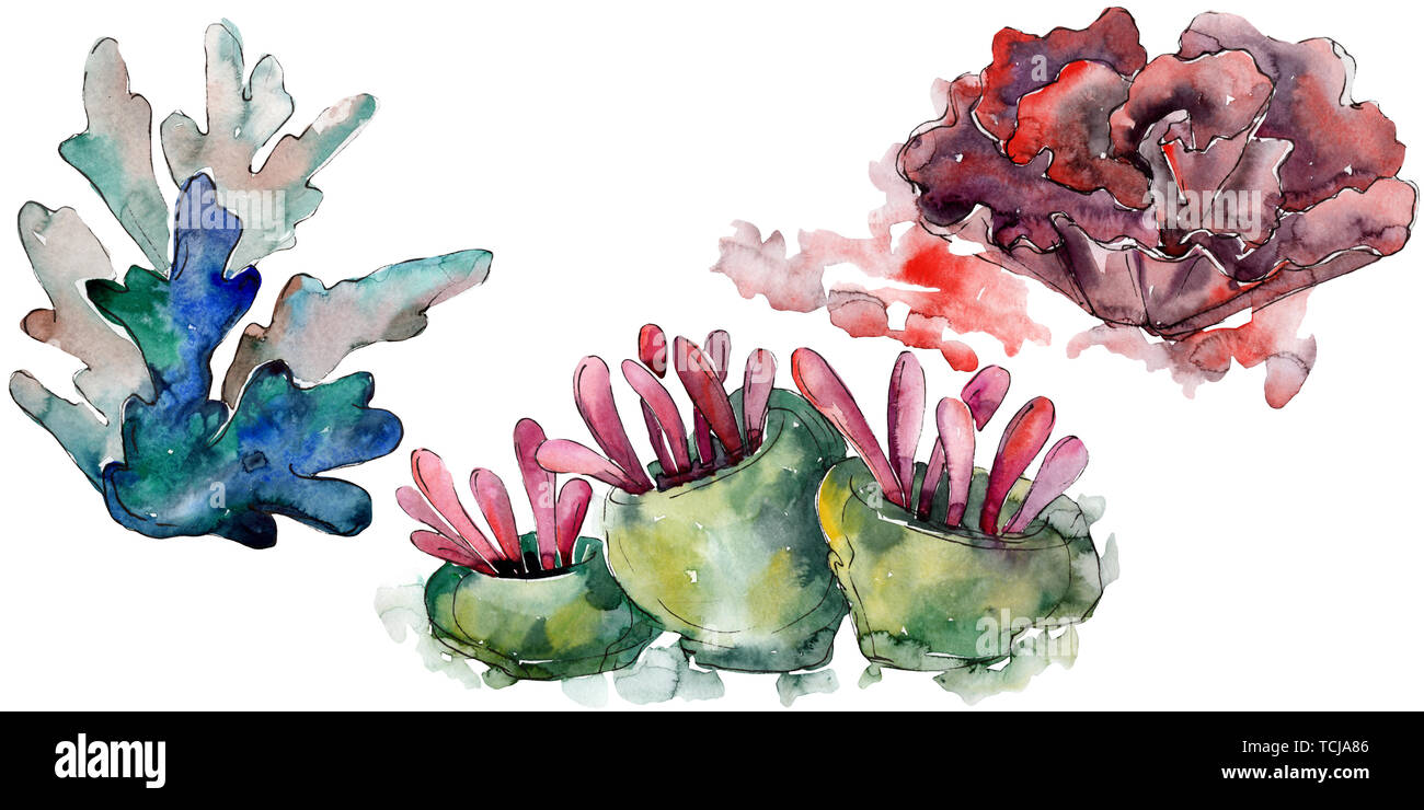 Ocean Coral Reef Drawing