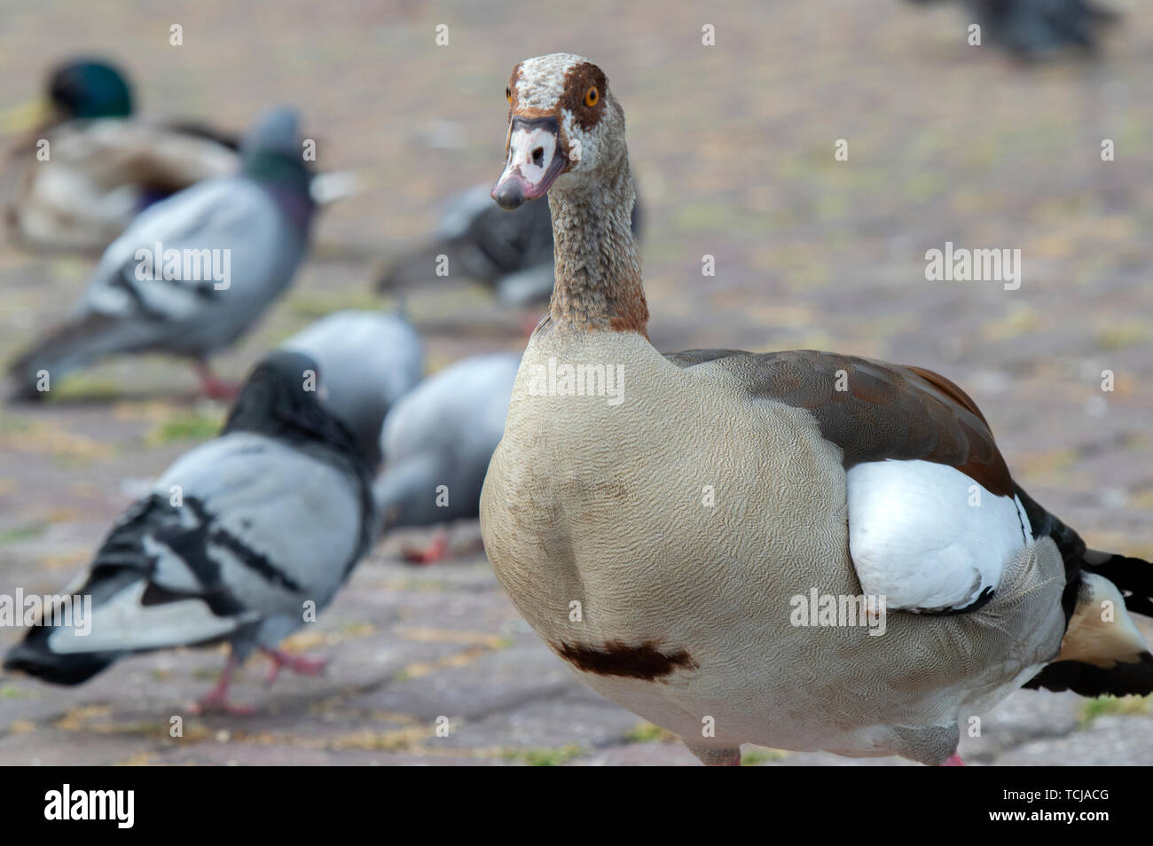 Egyptian Goose And Pigeons At Amsterdam The Netherlands 2019 Stock ...