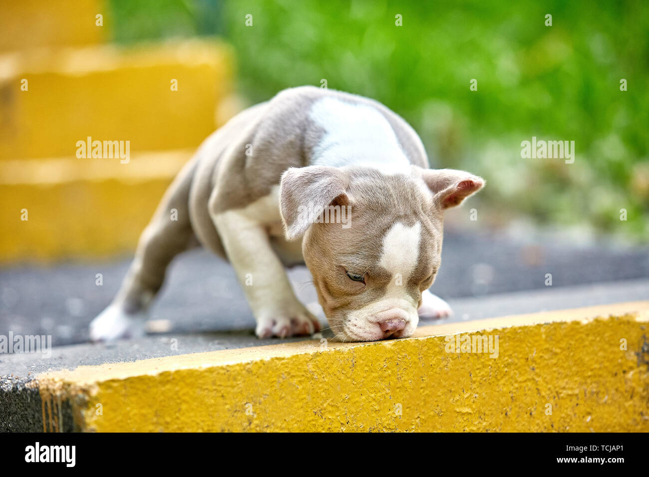 A cute puppy is playing on the steps. Concept of the first steps of ...