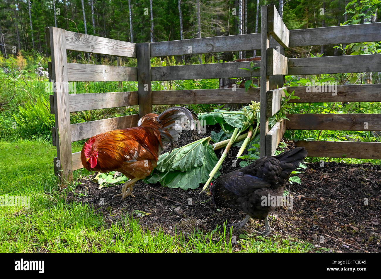 Rooster and hen eating in garden compost Stock Photo - Alamy