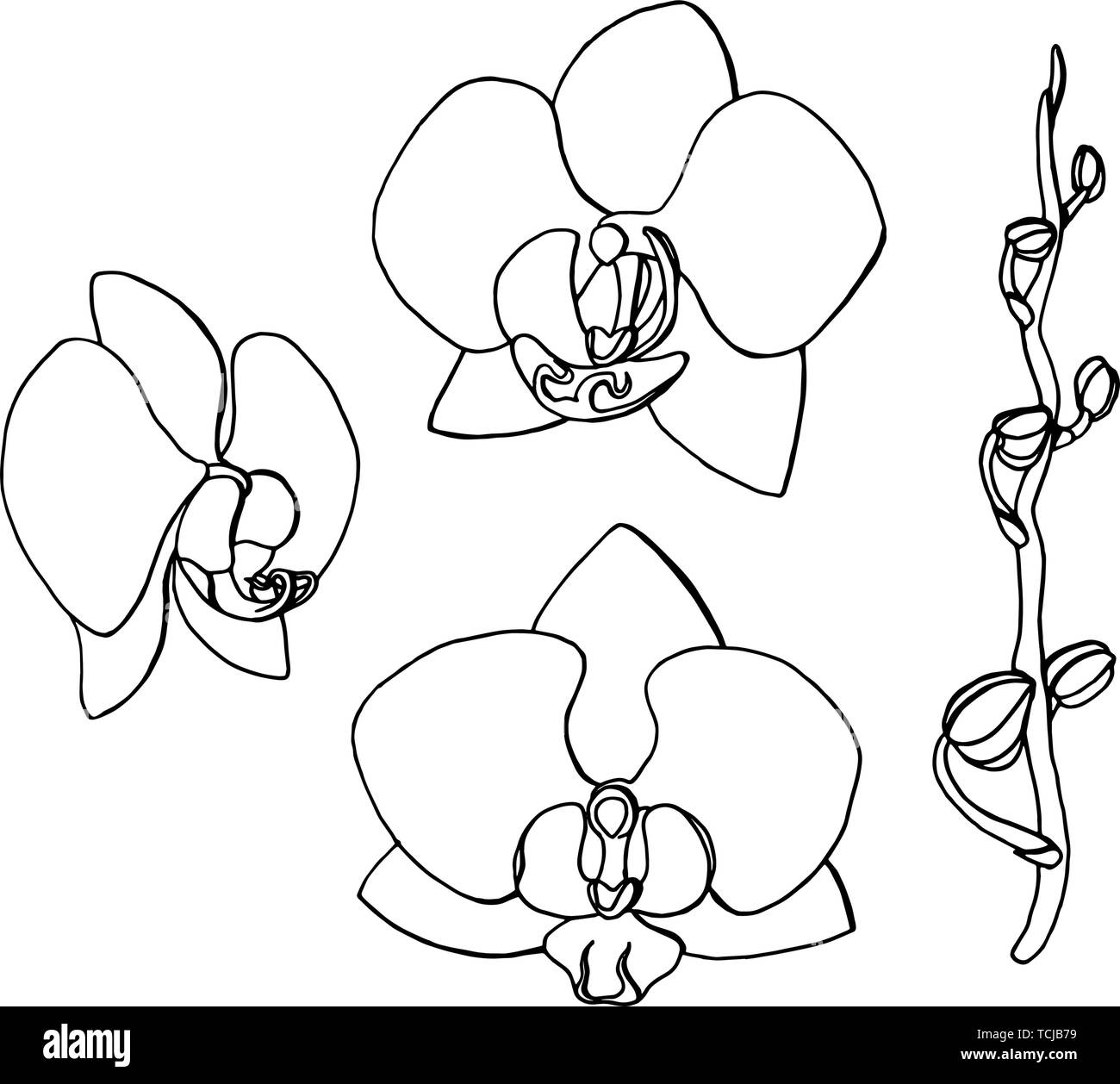 hand drawn orchid flower. floral design element isolated on white ...