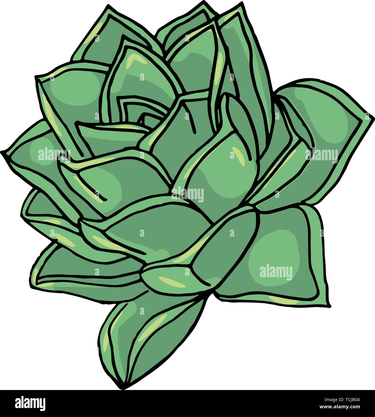 hand drawn flower succulent. floral design element isolated on white ...