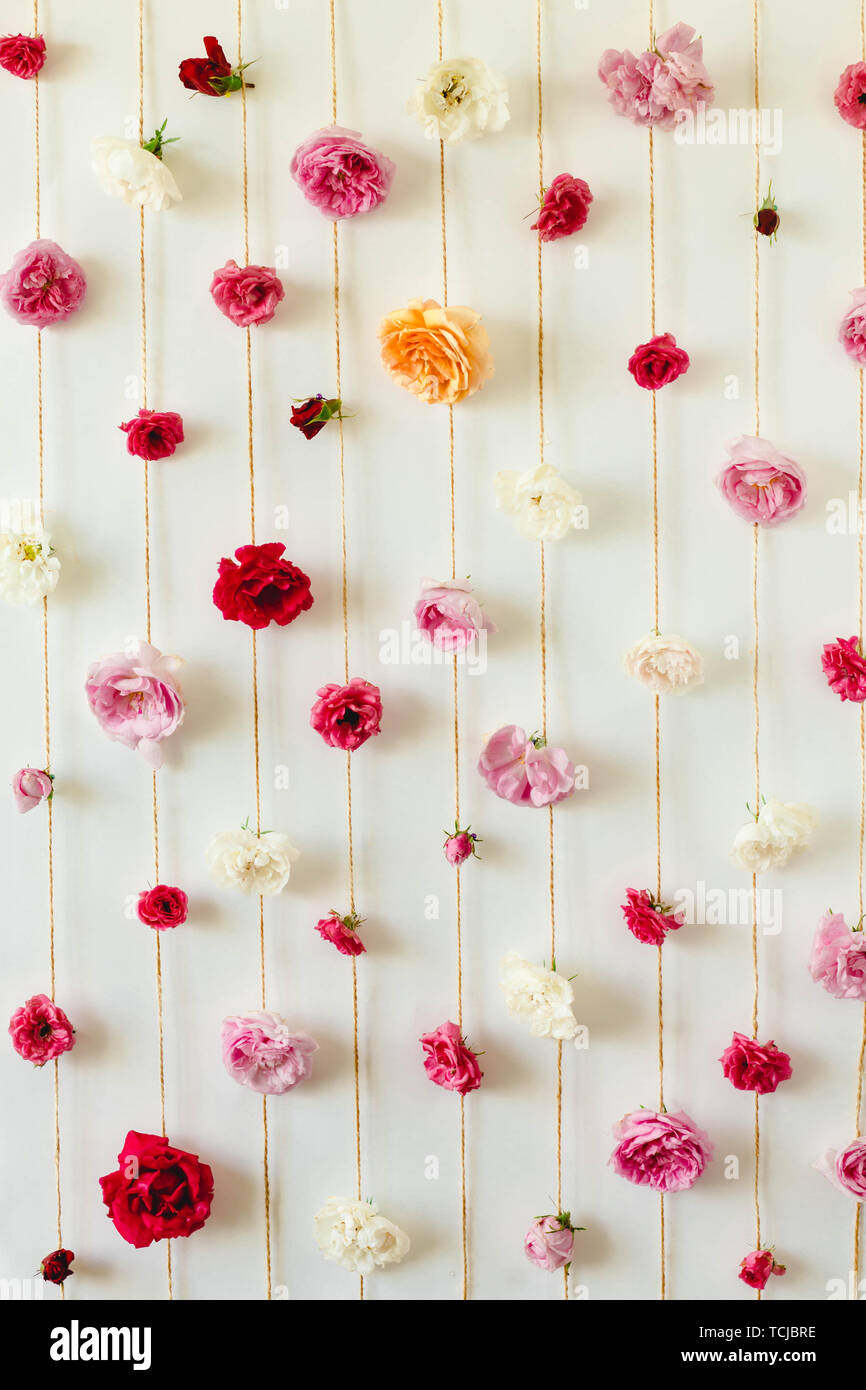 stunning floral texture of rose buds on white wall Stock Photo - Alamy