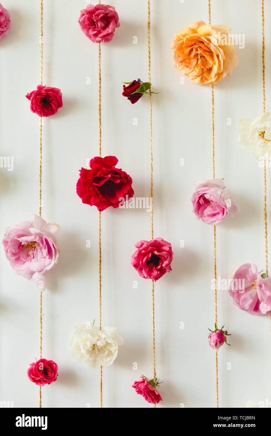 stunning floral texture of rose buds on white wall Stock Photo - Alamy