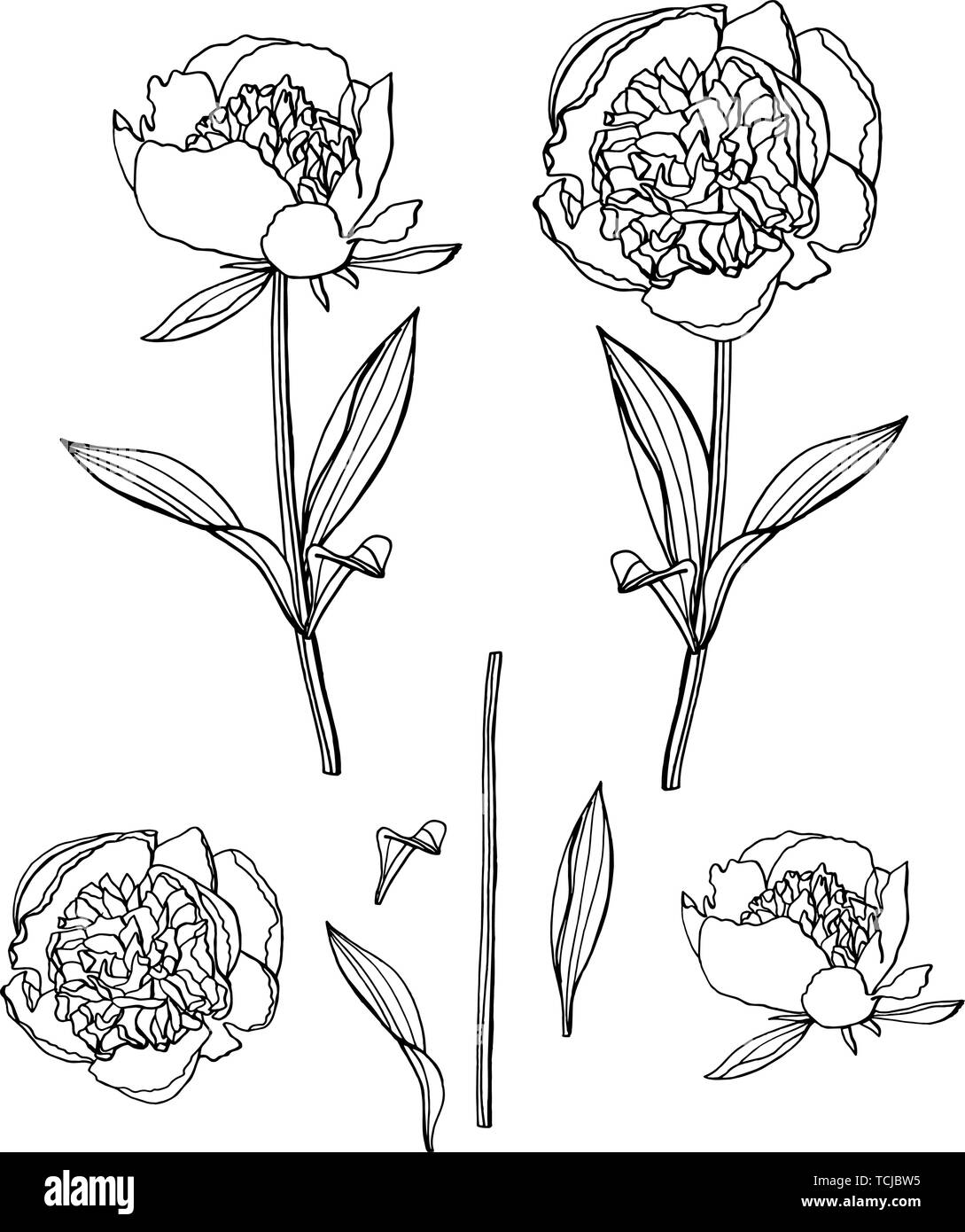 hand drawn peony flower. floral design element isolated on white ...
