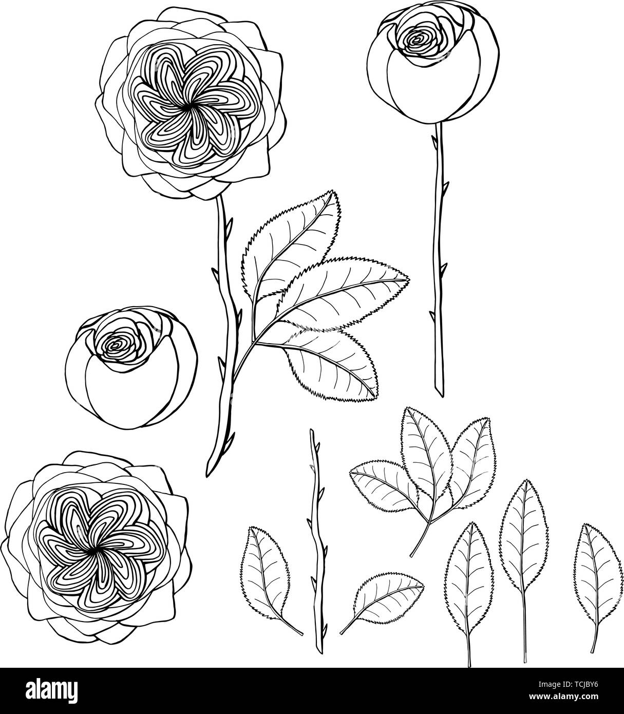 hand drawn garden rose juliet flower. floral design element isolated on ...