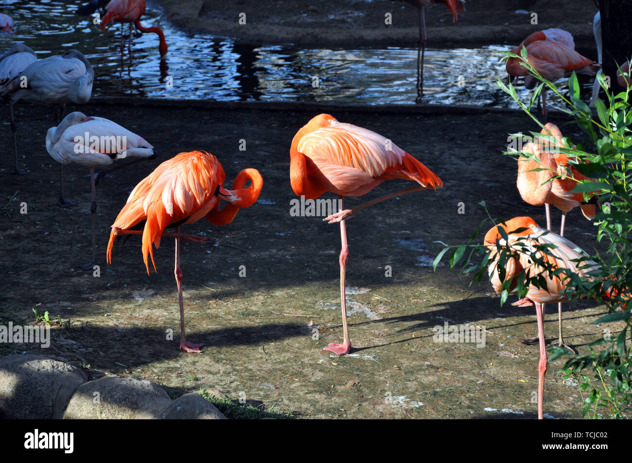 Flamingo Stands High Resolution Stock Photography and Images - Alamy