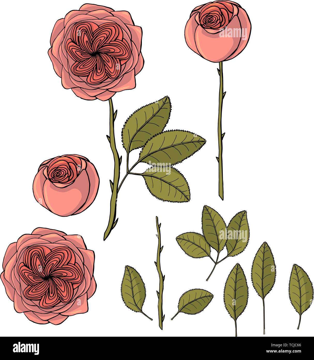 hand drawn garden rose juliet flower. floral design element isolated on ...