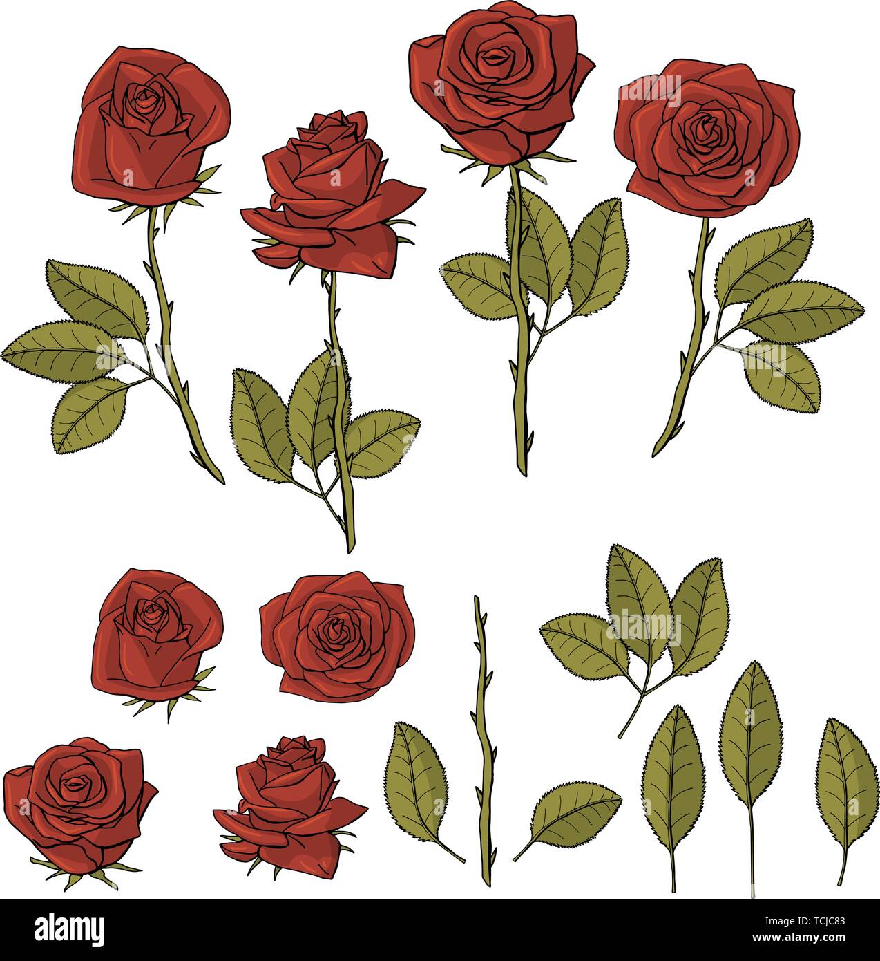 hand drawn rose flower. floral design element isolated on white ...