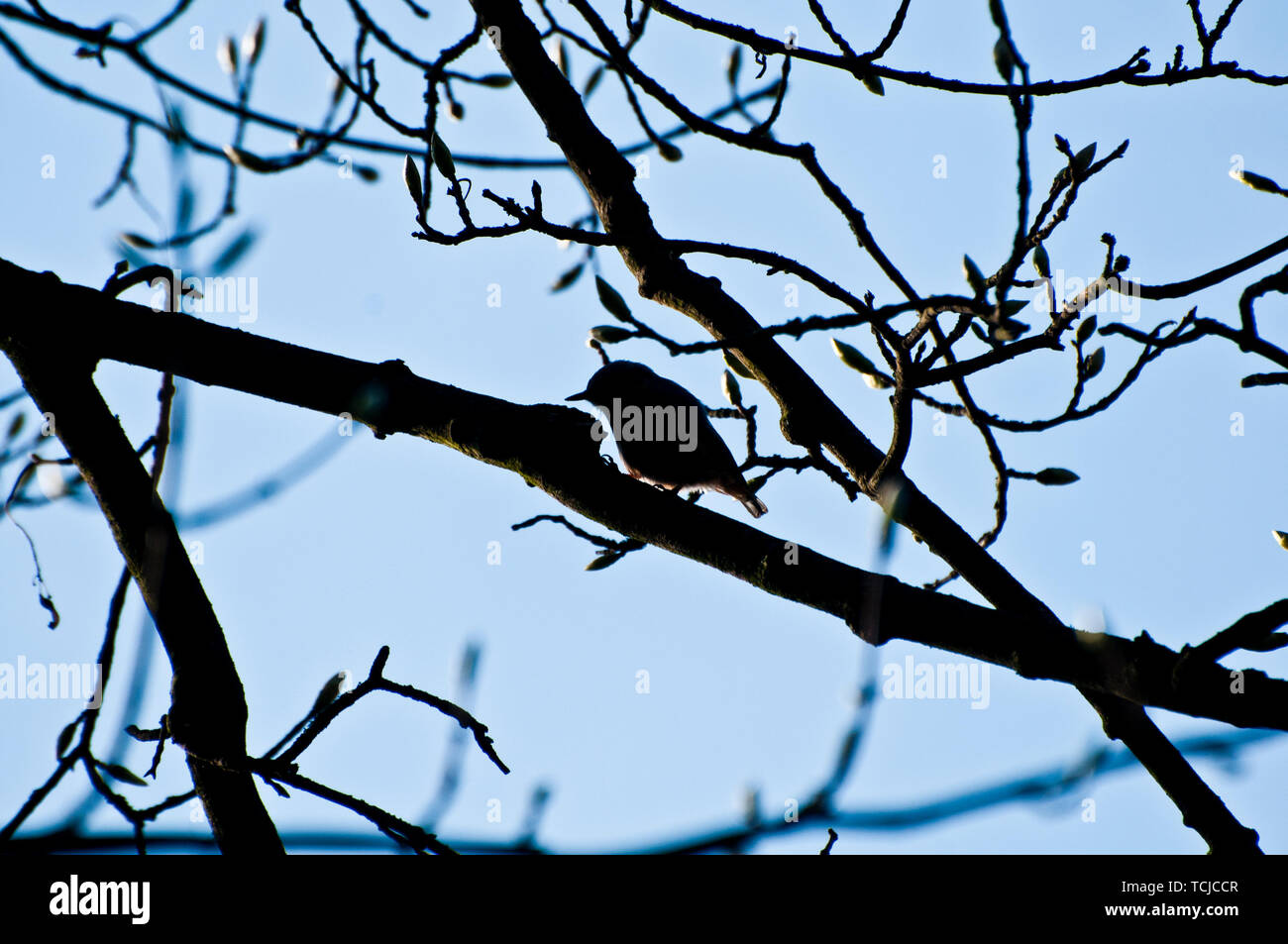 Eurasian Nuthatch in silhouette standing on a tree branch Stock Photo ...