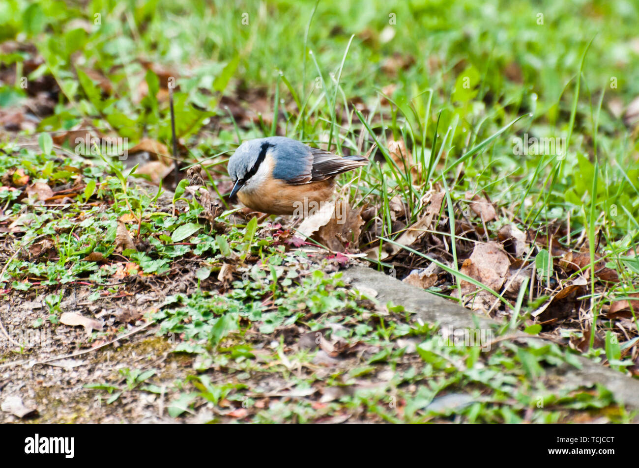 Eurasian Nuthatch in grass searching for insect to eat Stock Photo - Alamy