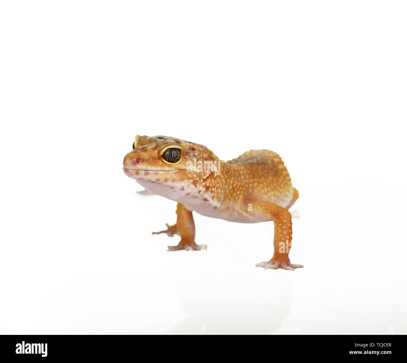 A cropped view of a yellow and orange spotted leopard gecko on white ...