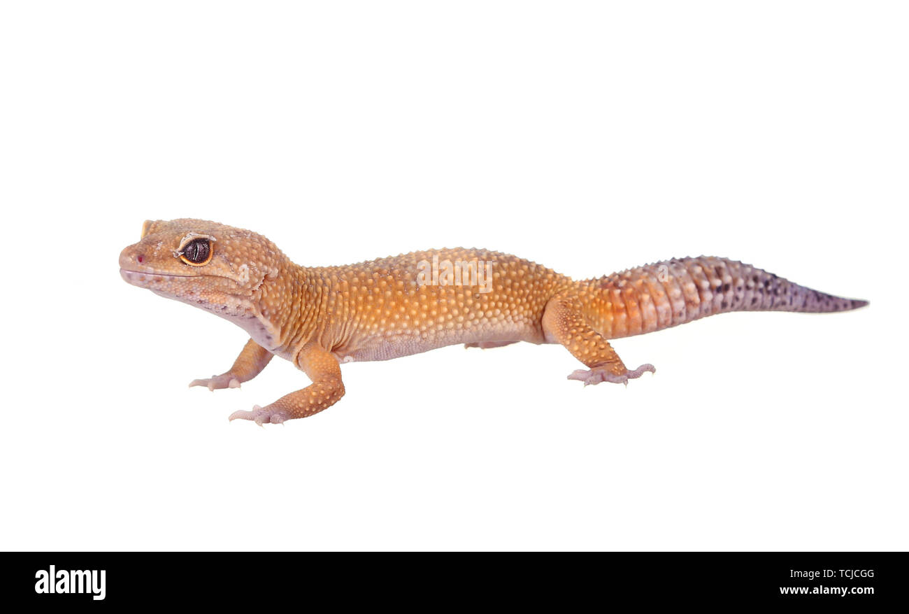 yellow and orange spotted leopard gecko on white Stock Photo - Alamy