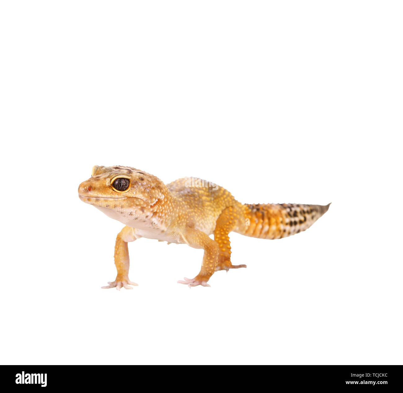 Leopard gecko profile Cut Out Stock Images & Pictures - Alamy