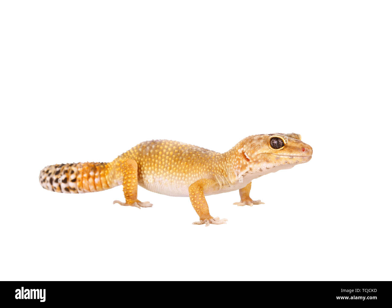 Leopard gecko profile hi-res stock photography and images - Alamy