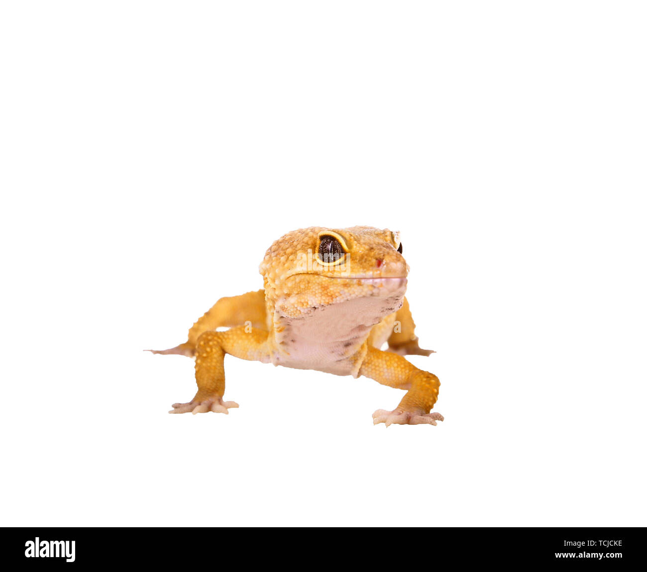 yellow and orange spotted leopard gecko on white Stock Photo - Alamy