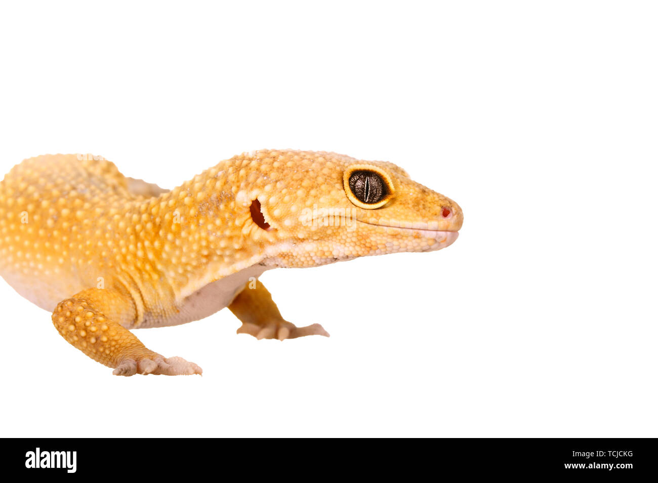 Spotted Leopard Lizard