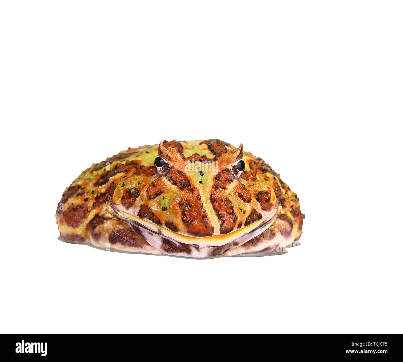 horned toad isolated on white background Stock Photo - Alamy