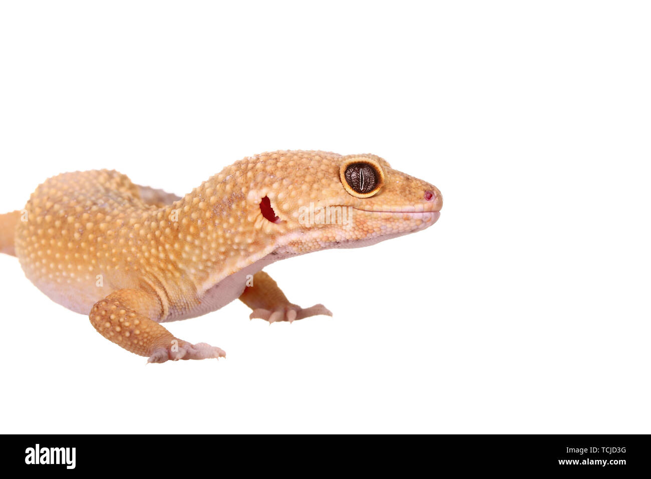 Leopard gecko profile hi-res stock photography and images - Alamy