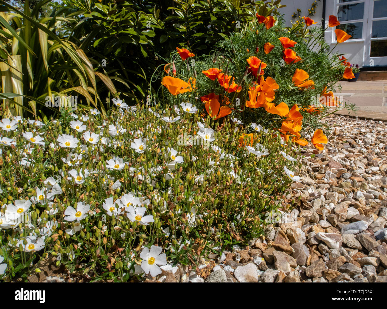 The edges of a gravel path are softened with Halimiocistus sahucii ...