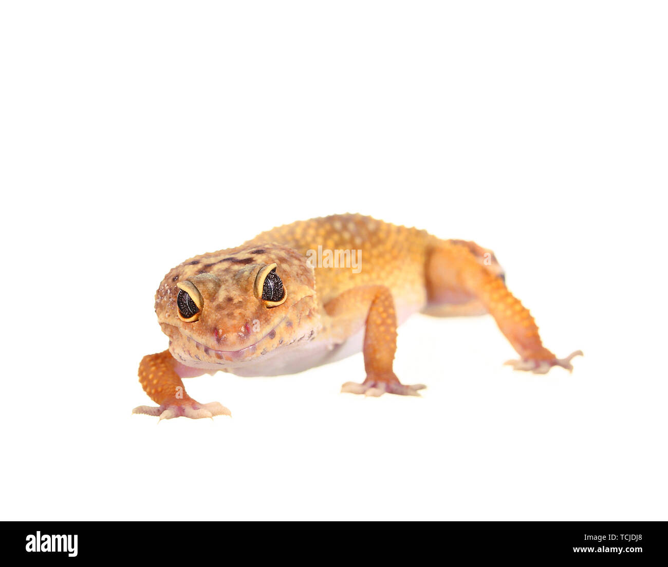Leopard gecko profile hi-res stock photography and images - Alamy