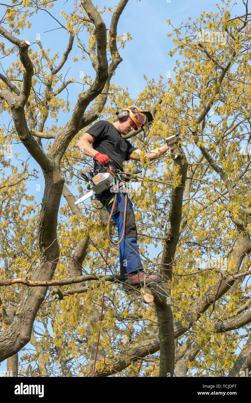 Tree Surgeon or Arborist at work up a Tree with safety ropes Stock ...