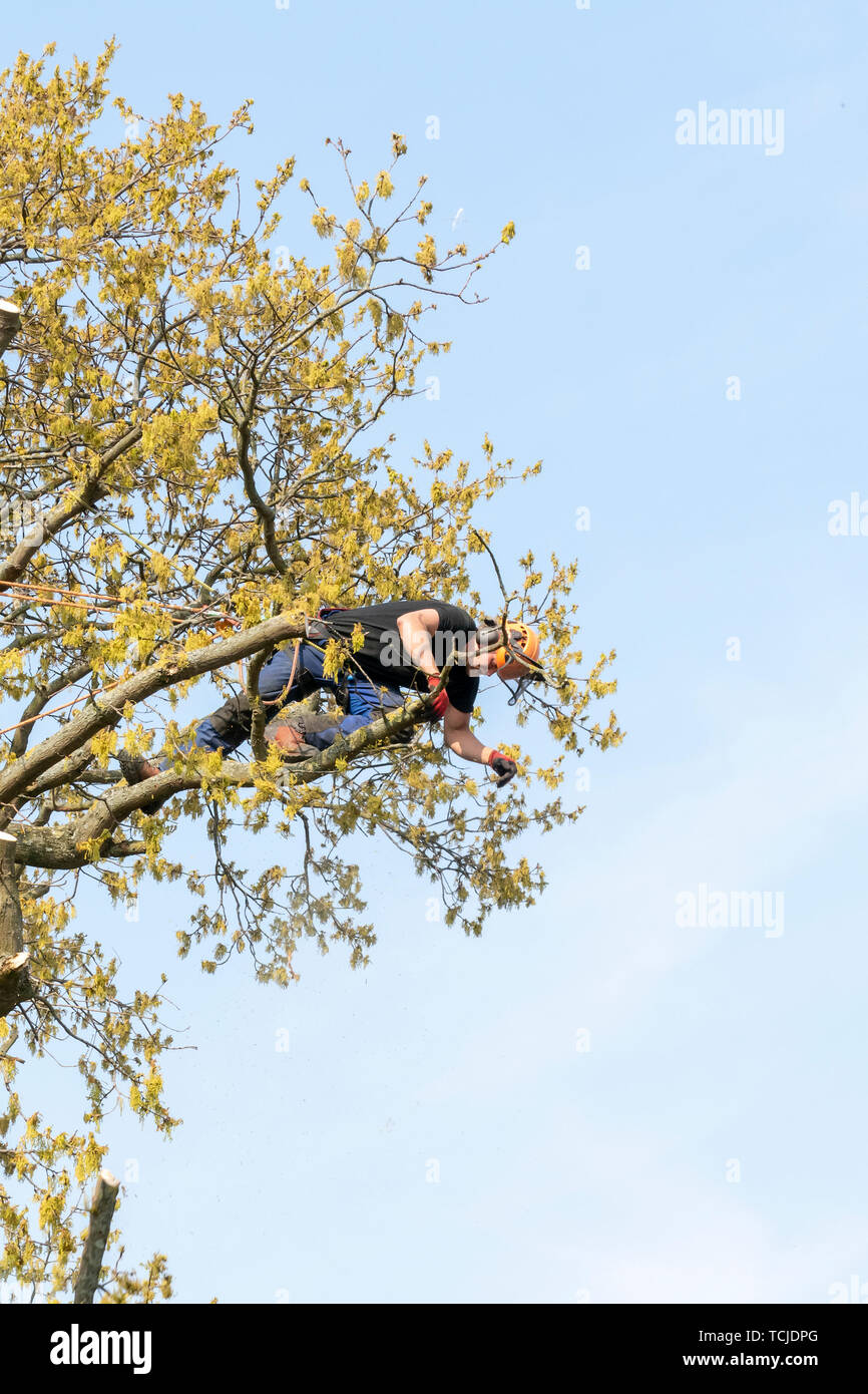 Dropping a tree hi-res stock photography and images - Alamy