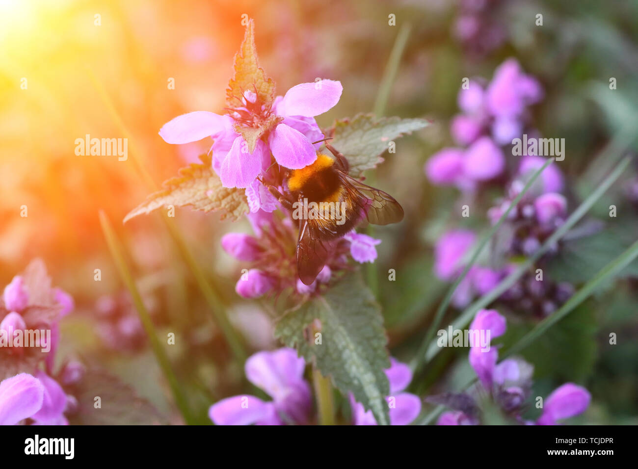 A bumble bee feeds on blueberry blooms Stock Photo - Alamy