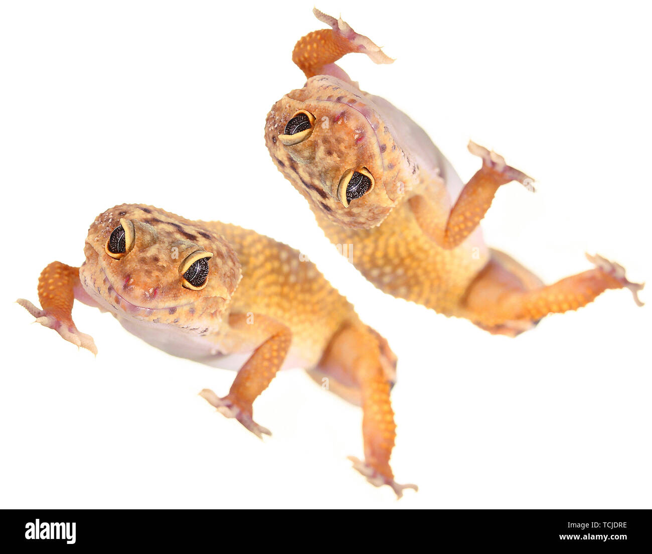 collage of yellow and orange spotted leopard gecko on white Stock Photo ...