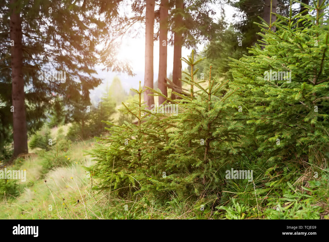Douglas fir new forest hi-res stock photography and images - Alamy