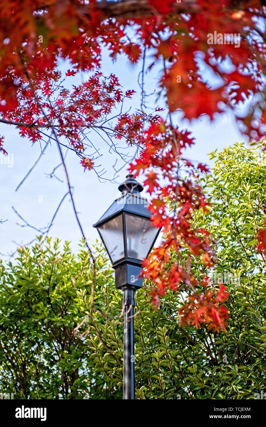A street lamp is surrounded by green trees and red and orange foliage ...