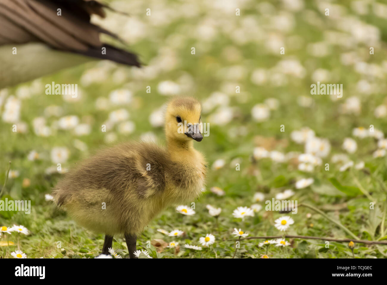Baby gosling looking for food Stock Photo - Alamy