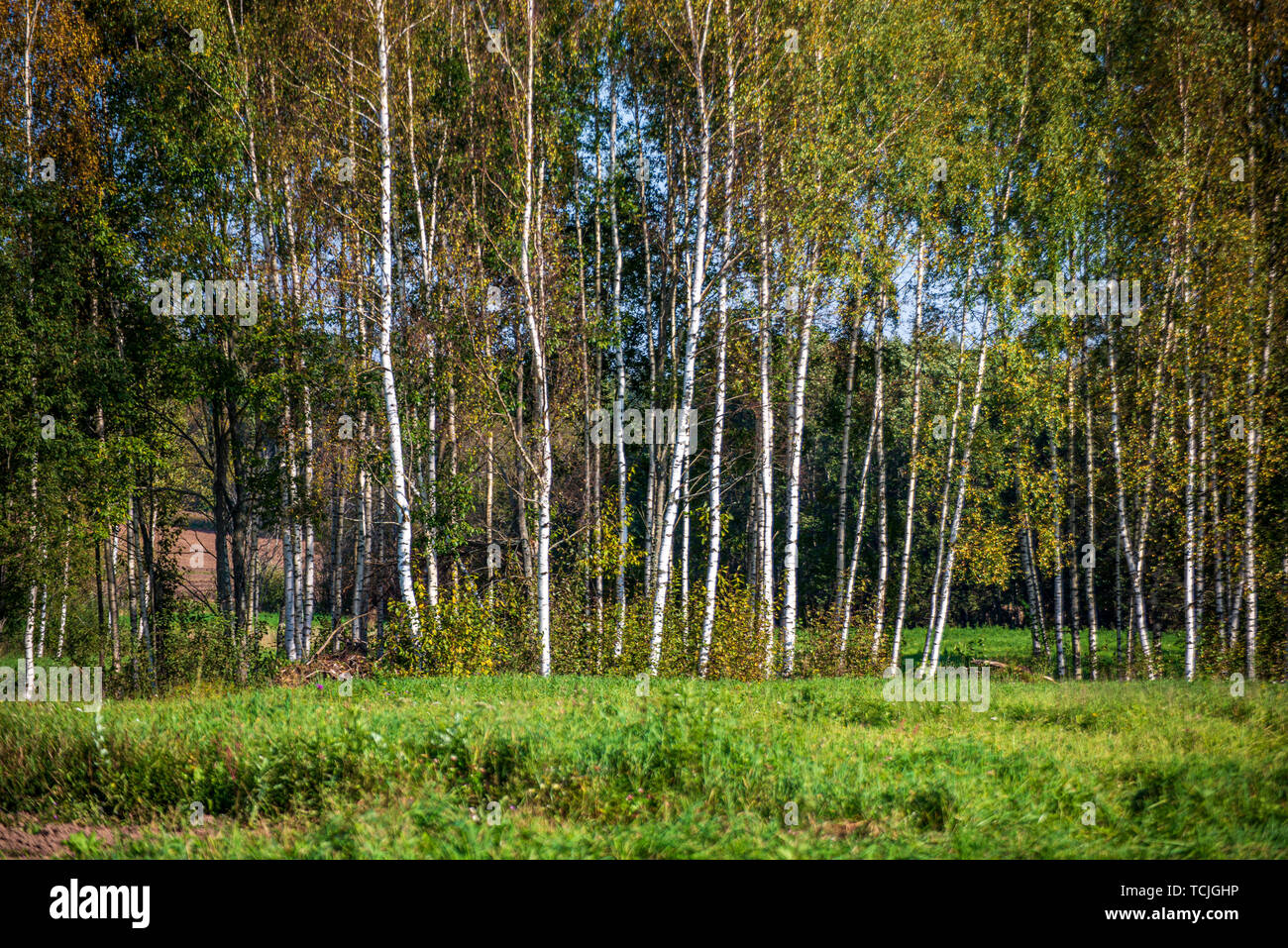 tree trunk texture wall in forest with rhythm pattern under blue sky ...