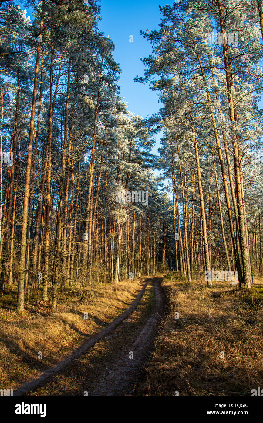 tree trunk texture wall in forest with rhythm pattern under blue sky ...