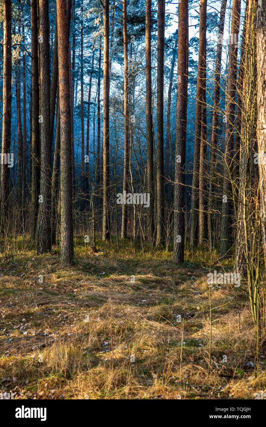 tree trunk texture wall in forest with rhythm pattern under blue sky ...