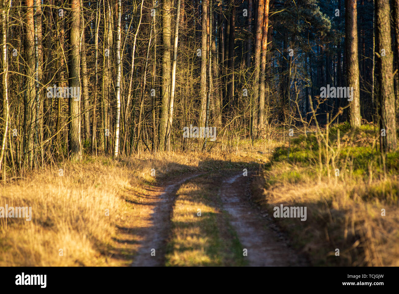 tree trunk texture wall in forest with rhythm pattern under blue sky ...