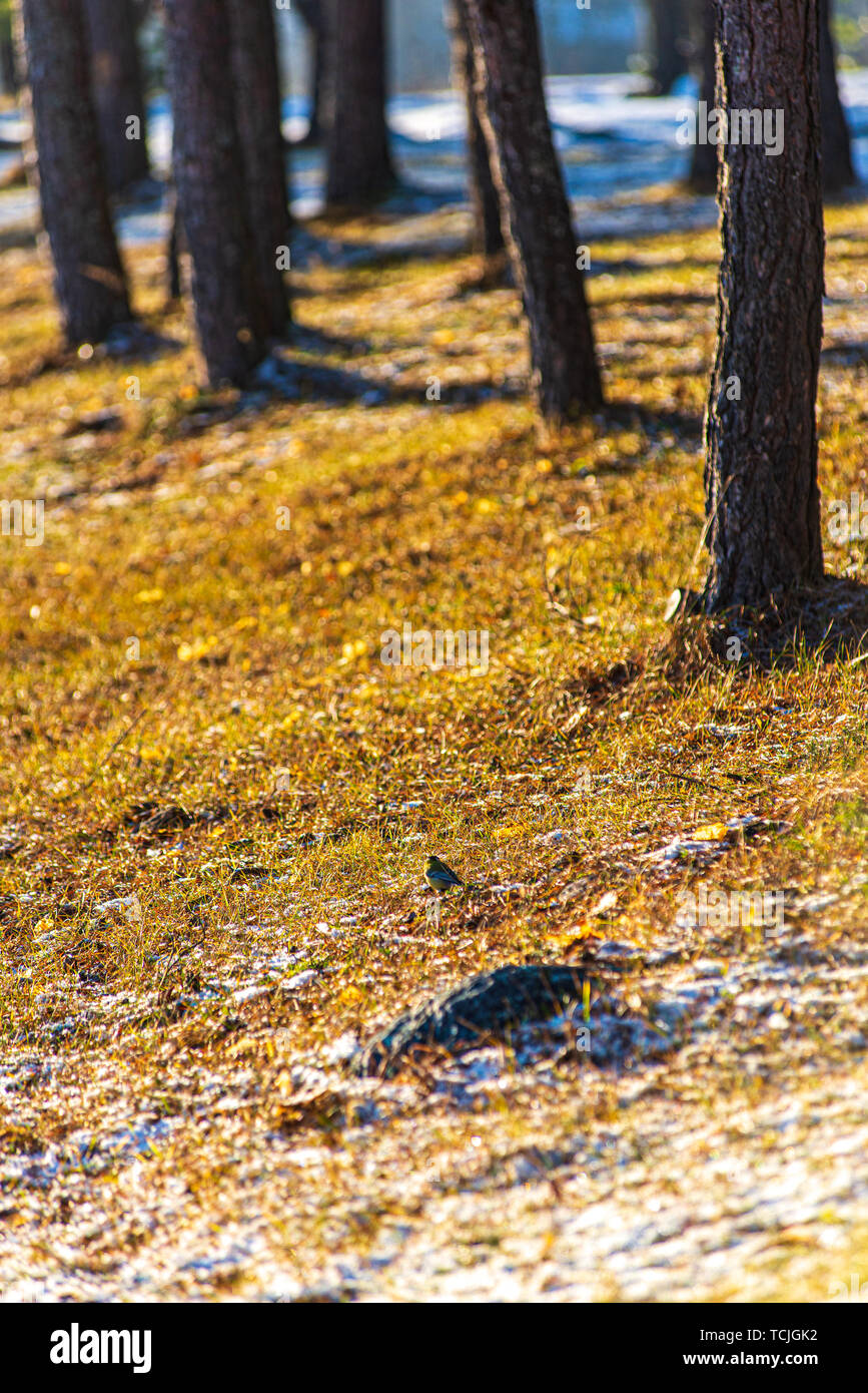 tree trunk texture wall in forest with rhythm pattern under blue sky ...
