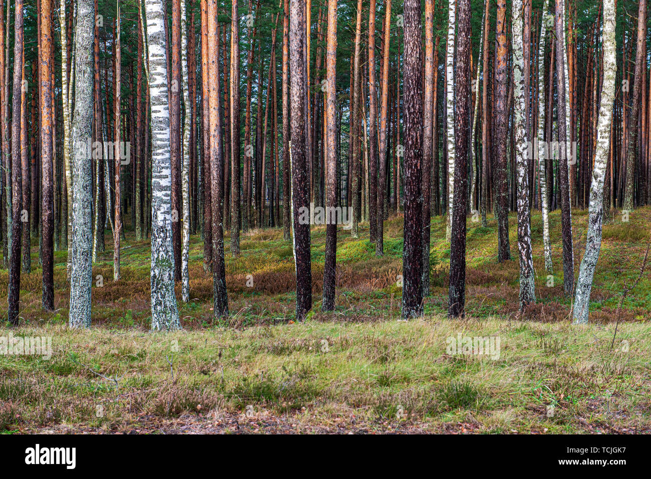 tree trunk texture wall in forest with rhythm pattern under blue sky ...