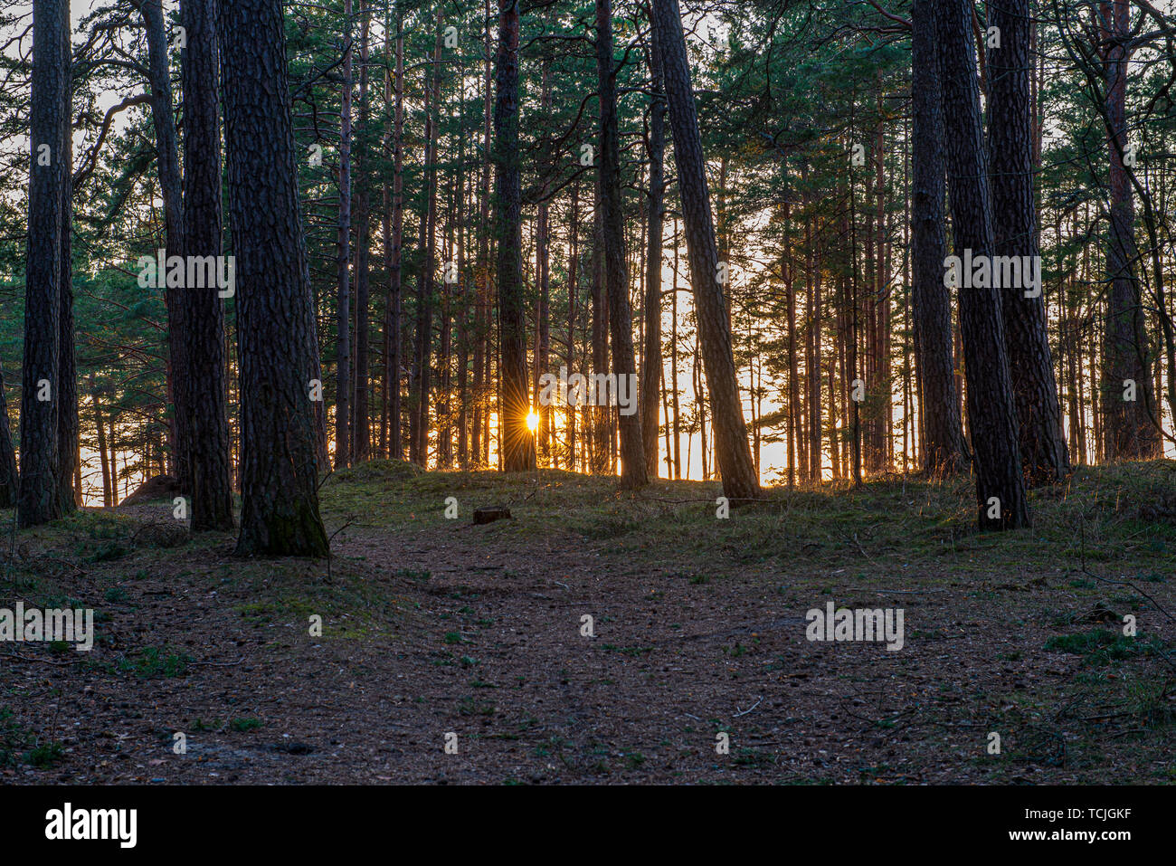 tree trunk texture wall in forest with rhythm pattern under blue sky ...