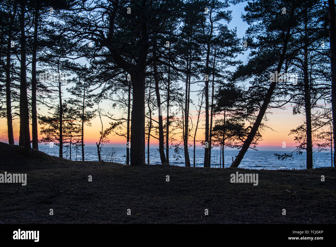 tree trunk texture wall in forest with rhythm pattern under blue sky ...