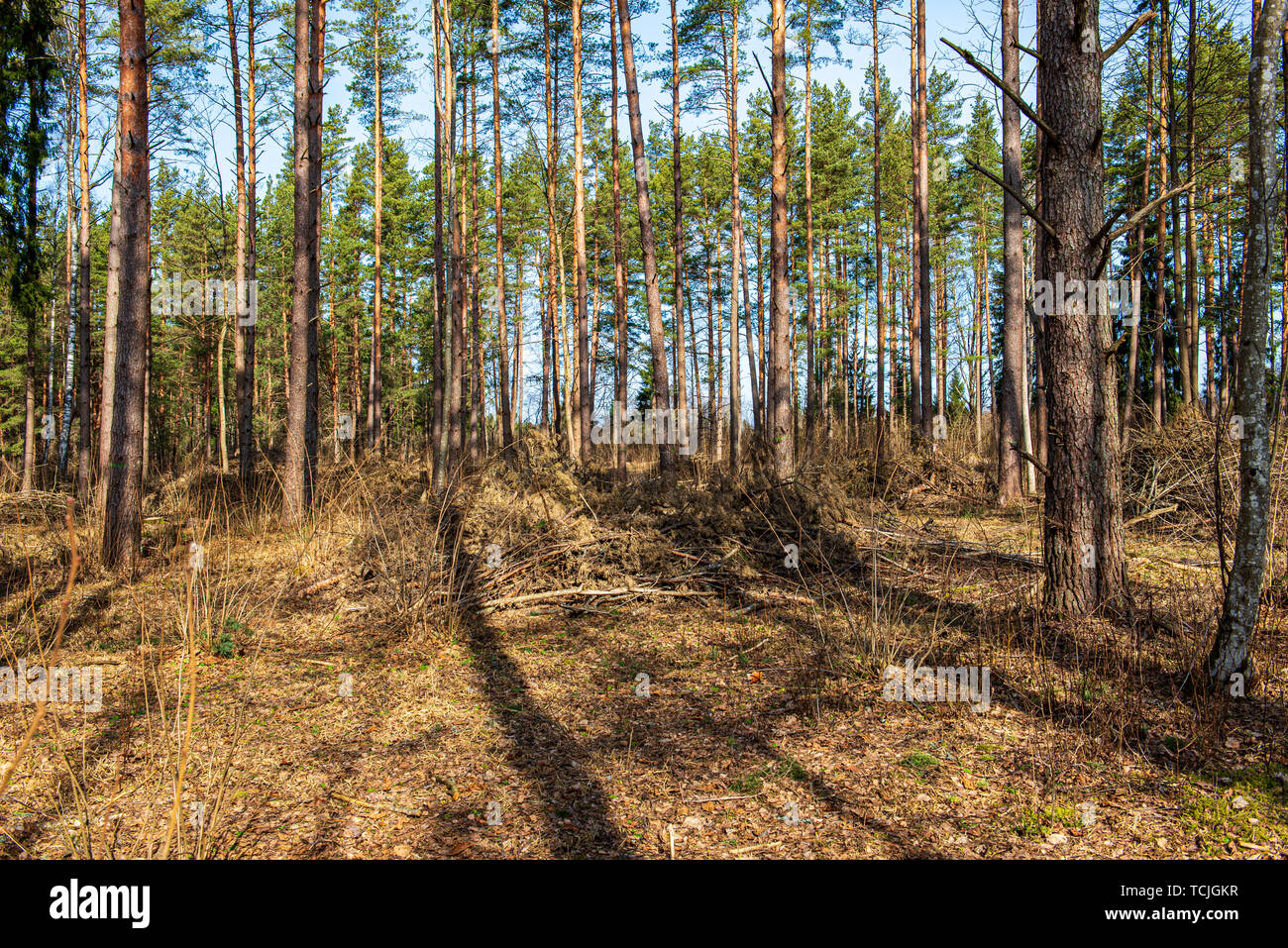 tree trunk texture wall in forest with rhythm pattern under blue sky ...