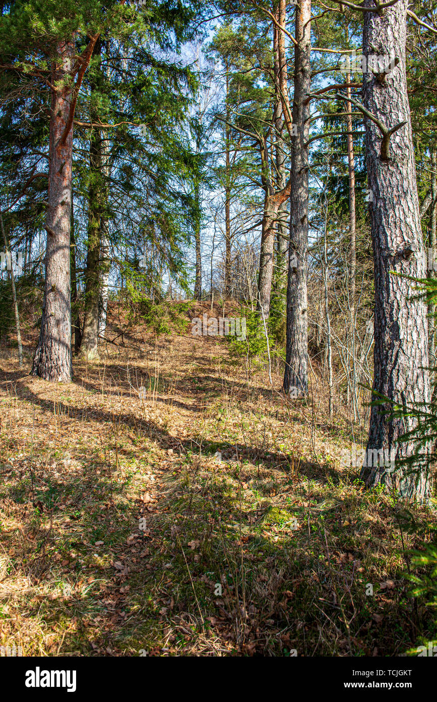 tree trunk texture wall in forest with rhythm pattern under blue sky ...