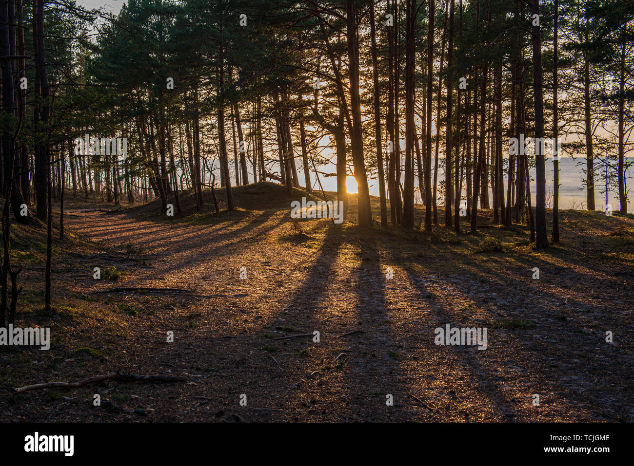 tree trunk texture wall in forest with rhythm pattern under blue sky ...